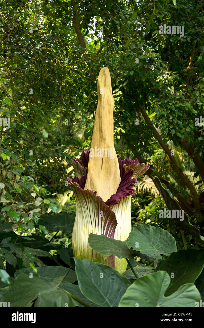 Amorphophallus titanum hi-res stock photography and images - Alamy