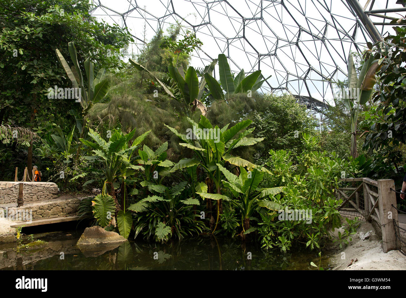 Tropical rainforest biome hi-res stock photography and images - Alamy