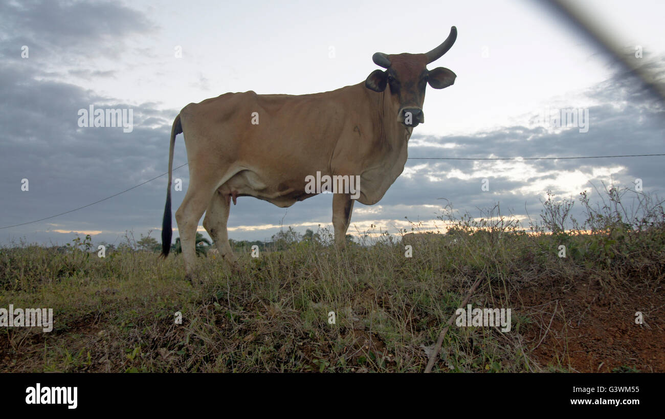 caribbean farmland in the dominican republic Stock Photo - Alamy