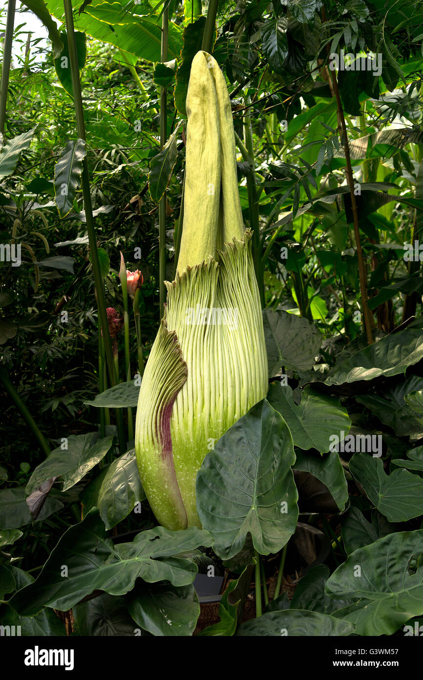 Amorphophallus titanum, known as the titan arum Stock Photo - Alamy
