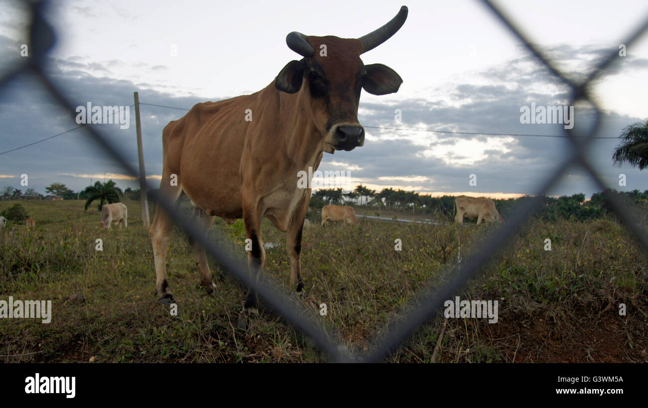 caribbean farmland in the dominican republic Stock Photo - Alamy