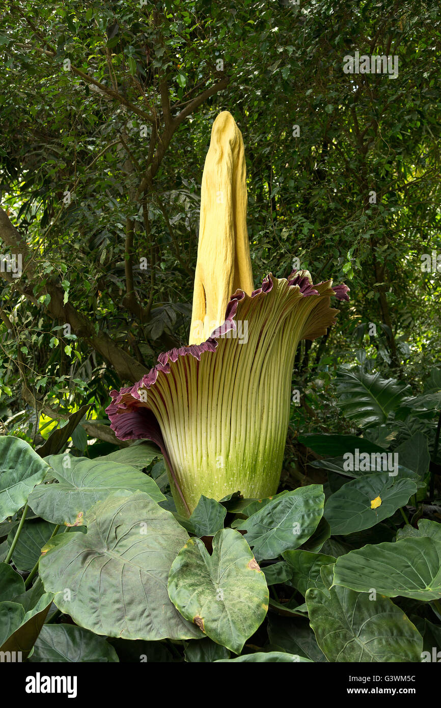 Amorphophallus titanum, known as the titan arum Stock Photo - Alamy