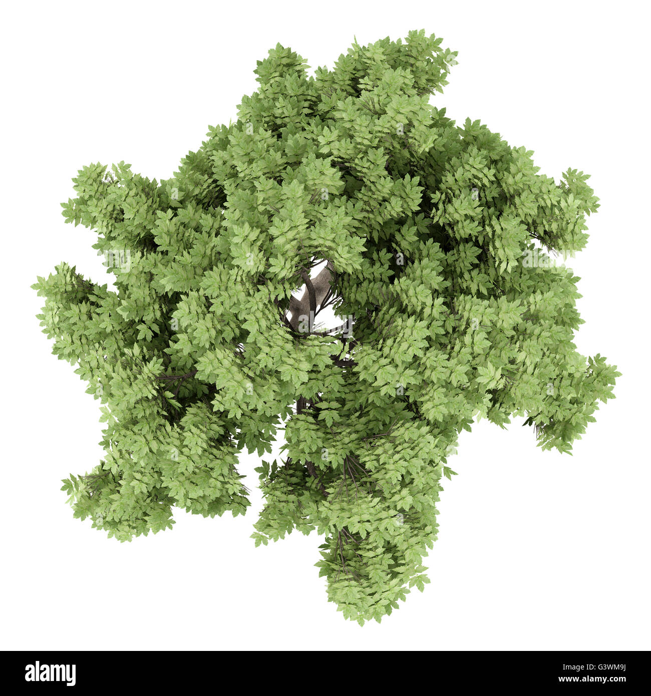 top view of sycamore maple tree isolated on white background Stock ...