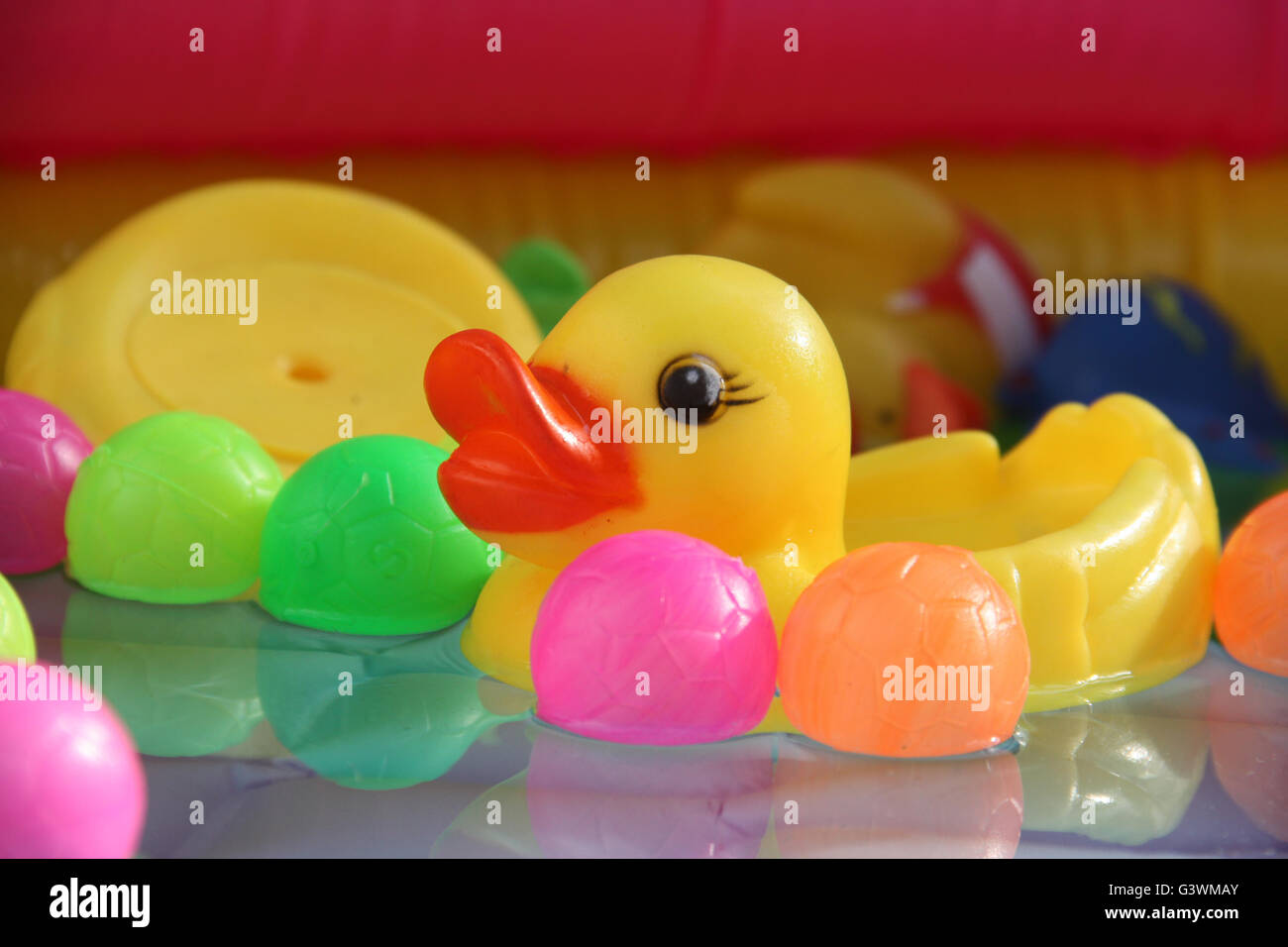 Baby ducks in swimming pool hi-res stock photography and images - Alamy
