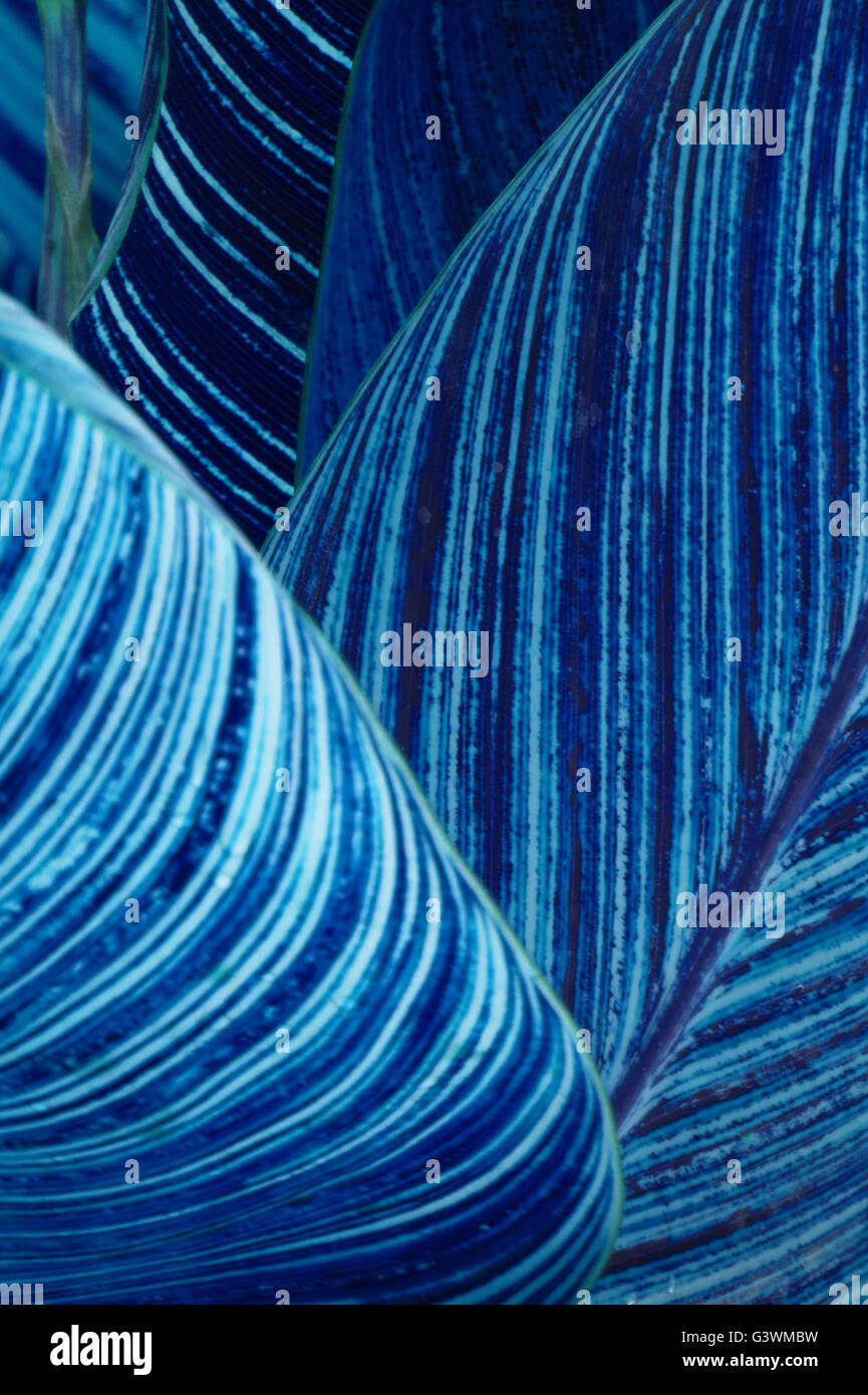 A background with an arrangement of blue tropical leaves making a ...