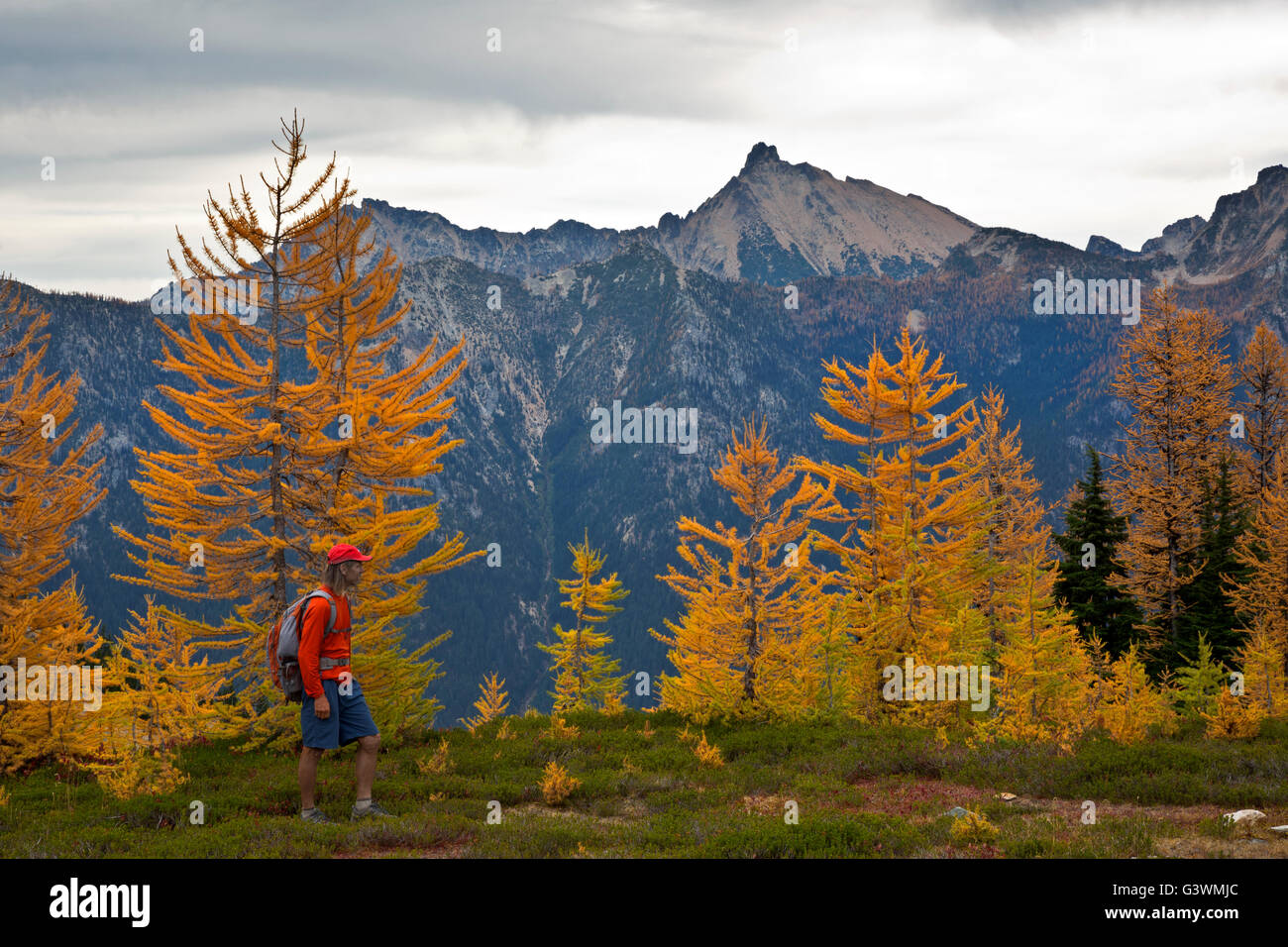 WA12744-00...WASHINGTON - Larch tree in full fall color at Easy Pass in ...