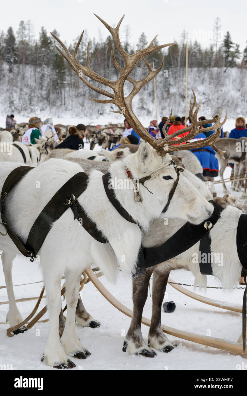Sled with reindeer on Yamal Stock Photo - Alamy