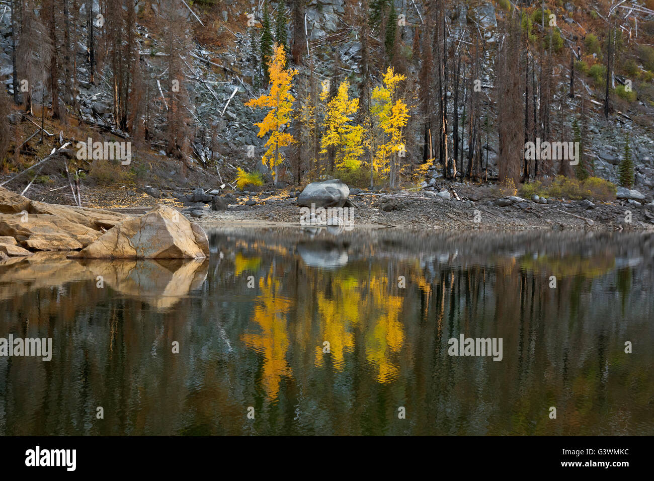 WASHINGTON - Fall color on trees that survived the forest fire along ...