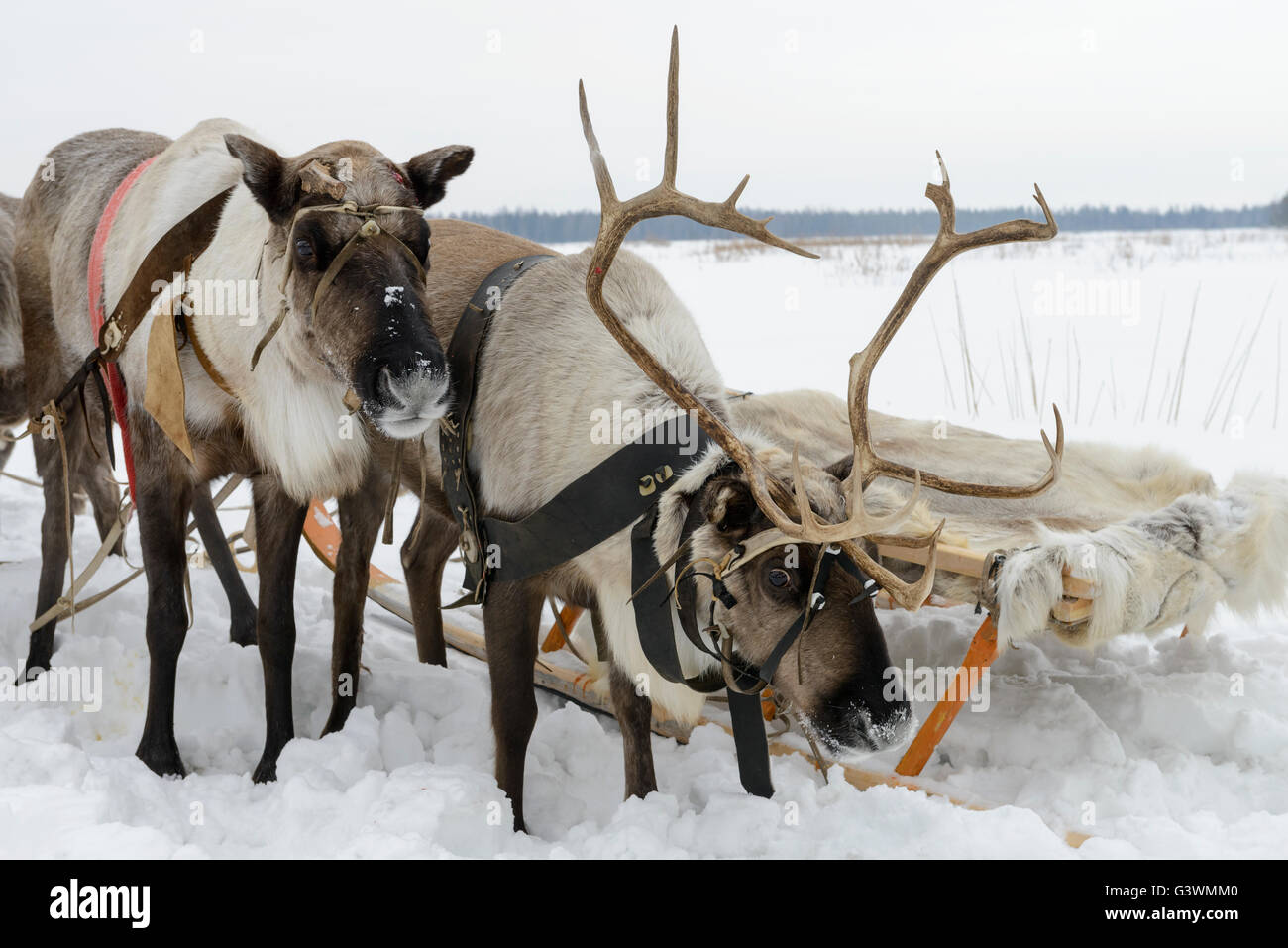 Sled with reindeer on Yamal Stock Photo - Alamy
