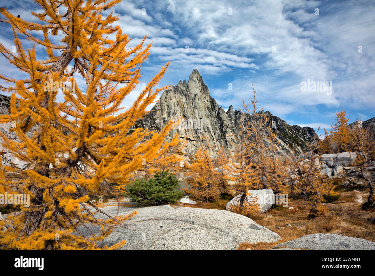 WASHINGTON - Larch tree in full fall colors at Gnome Tarn in the ...
