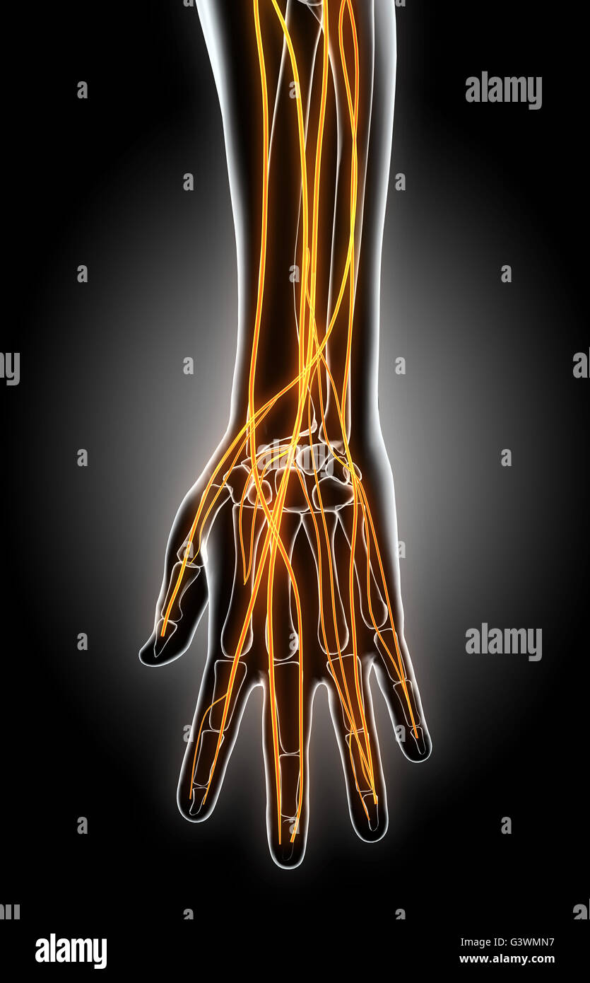 Hand nerves illustration hi-res stock photography and images - Alamy