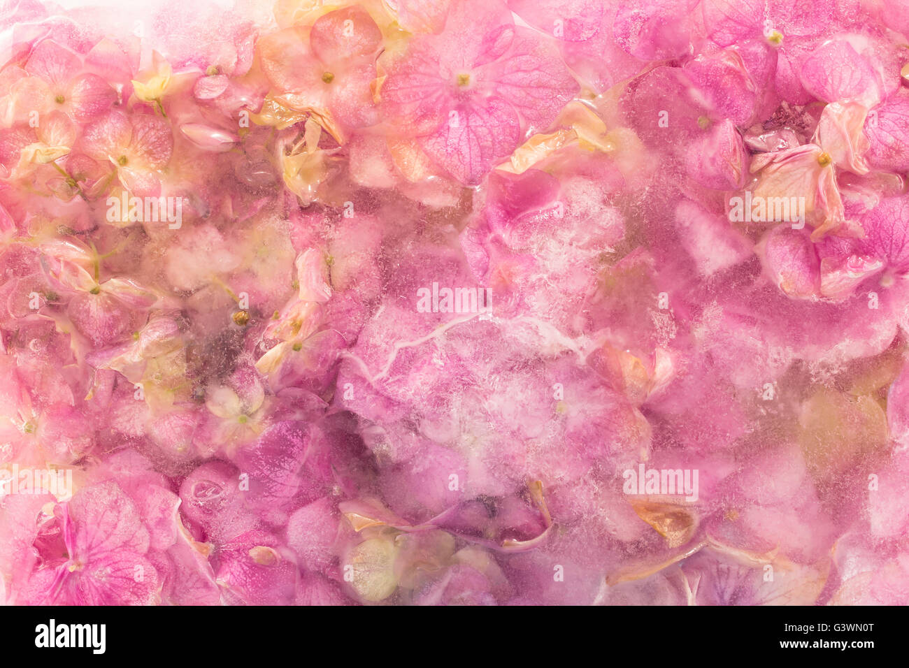 Hydrangea Flowers Frozen in Ice Cube Stock Photo - Alamy