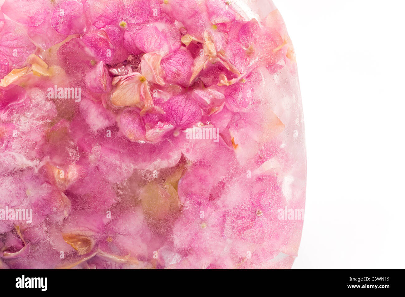 Ice cube with flowers hi-res stock photography and images - Alamy
