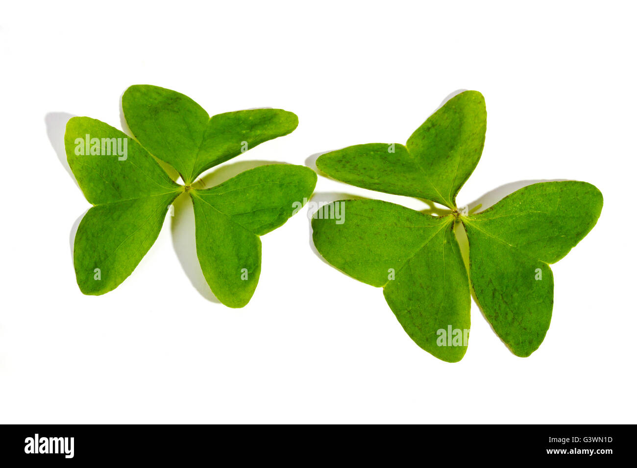 Studio shot of two natural green three leaf clovers on white background ...