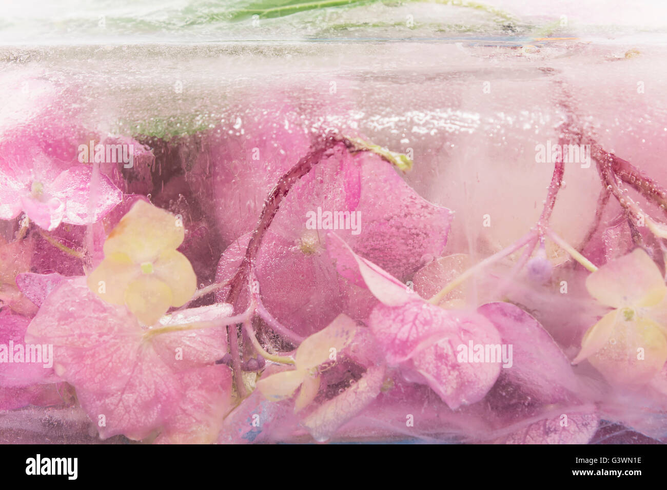 Hydrangea Flowers Frozen in Ice Cube Stock Photo - Alamy