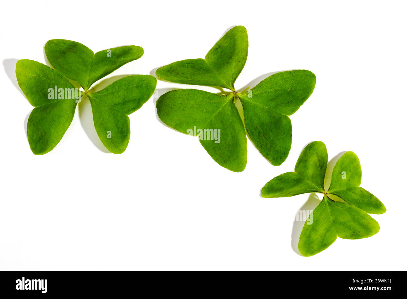 Studio shot of three natural bright green clovers on white background ...