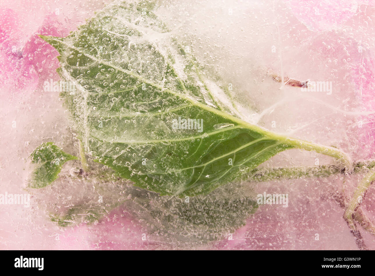 Leaf Hydrangea Flowers Frozen in Ice Cube Stock Photo - Alamy