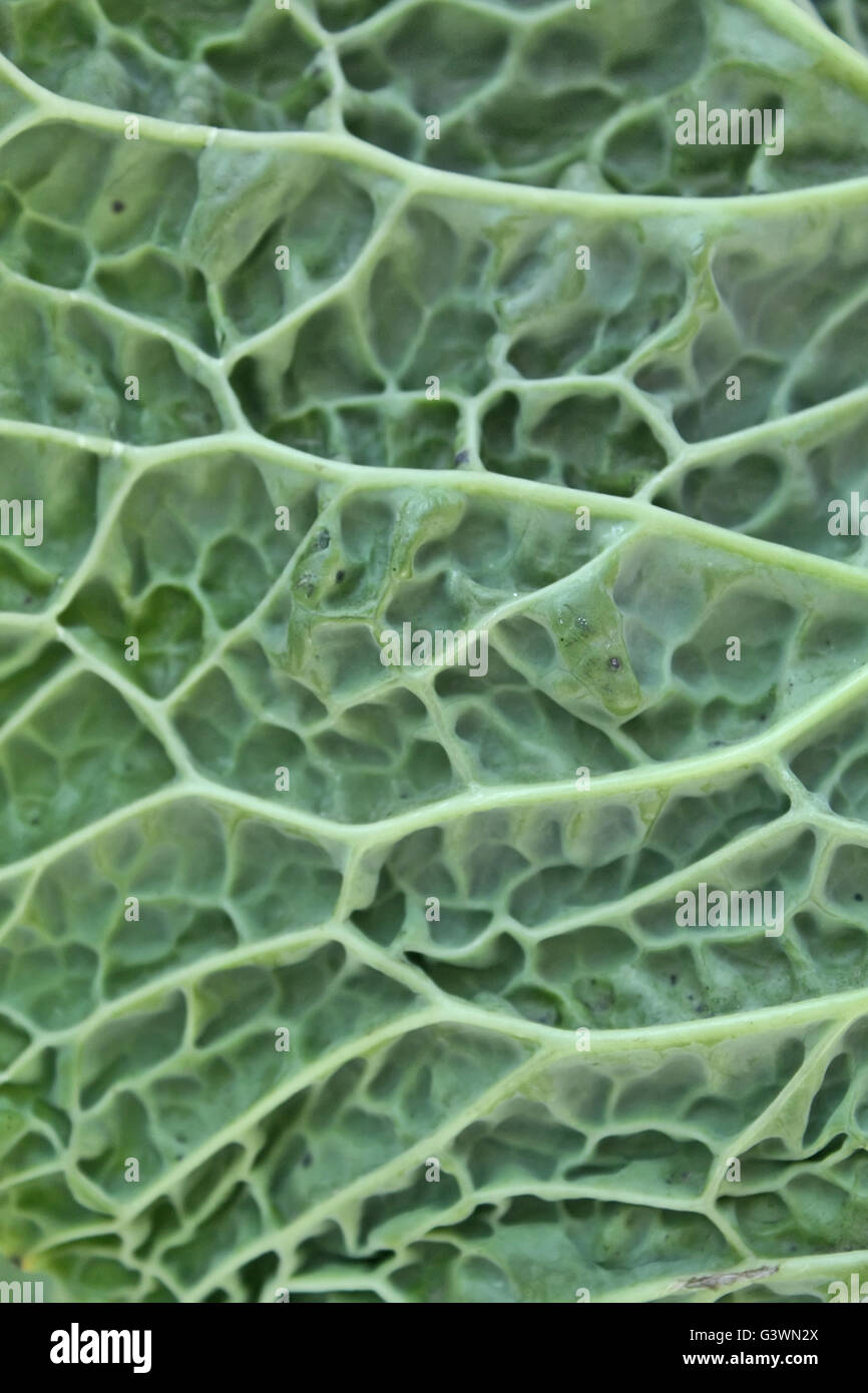 Single kale leaf hi-res stock photography and images - Alamy