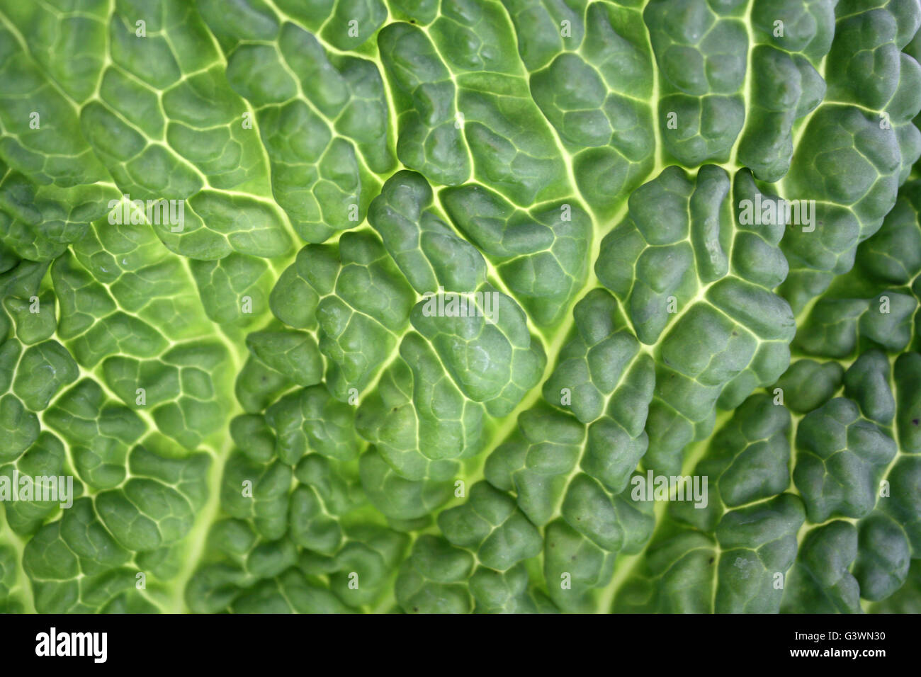 Single kale leaf hi-res stock photography and images - Alamy