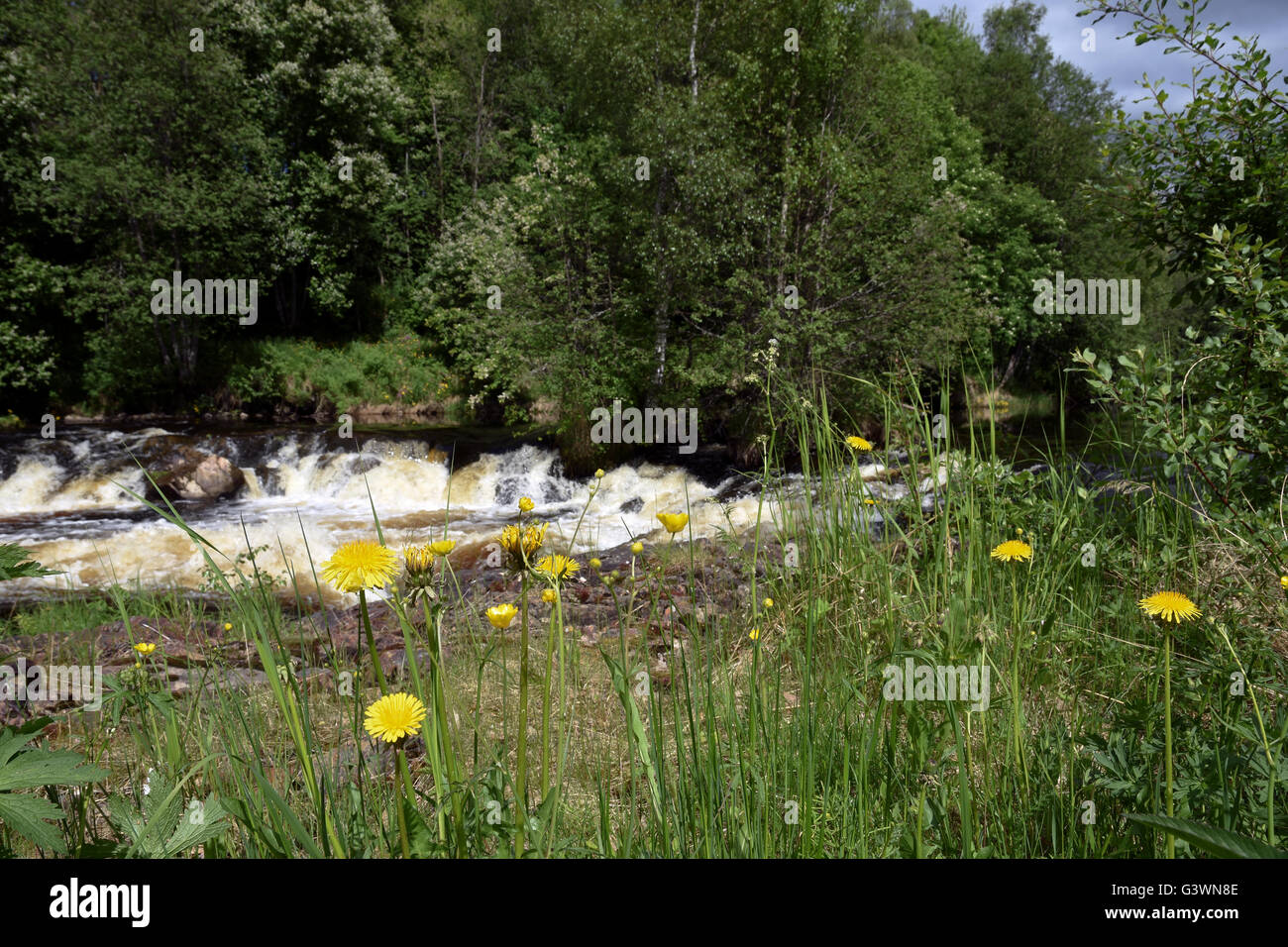 Little river with dandelions in foreground, picture from the North of ...