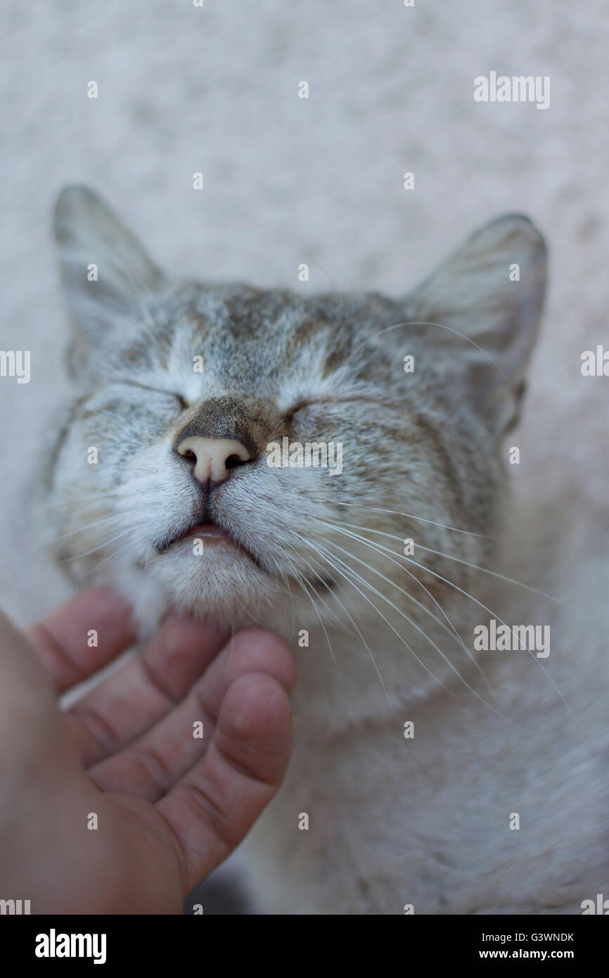 Hand cuddling cat Stock Photo - Alamy