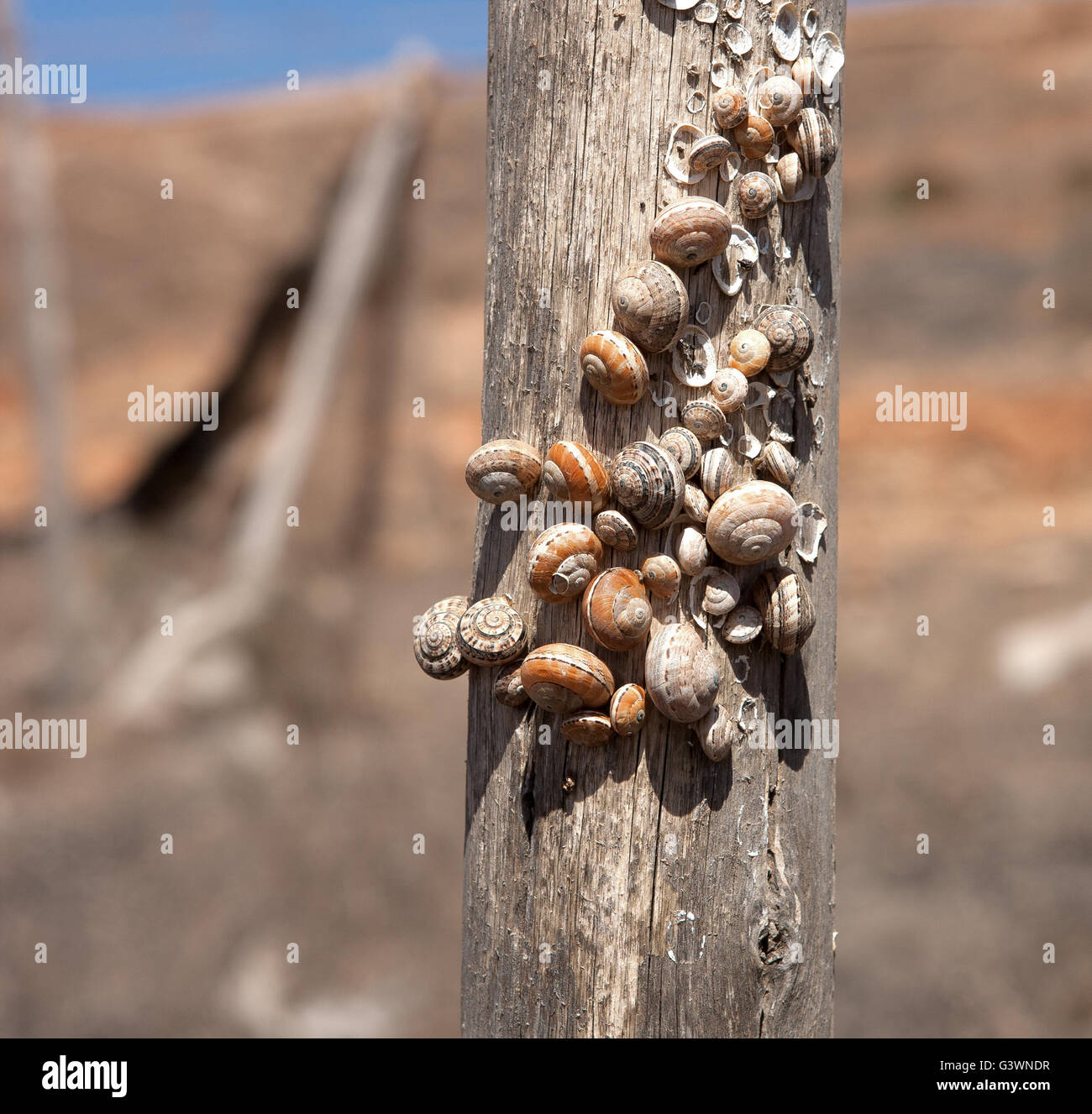 Snail shells on a wooden post Stock Photo - Alamy