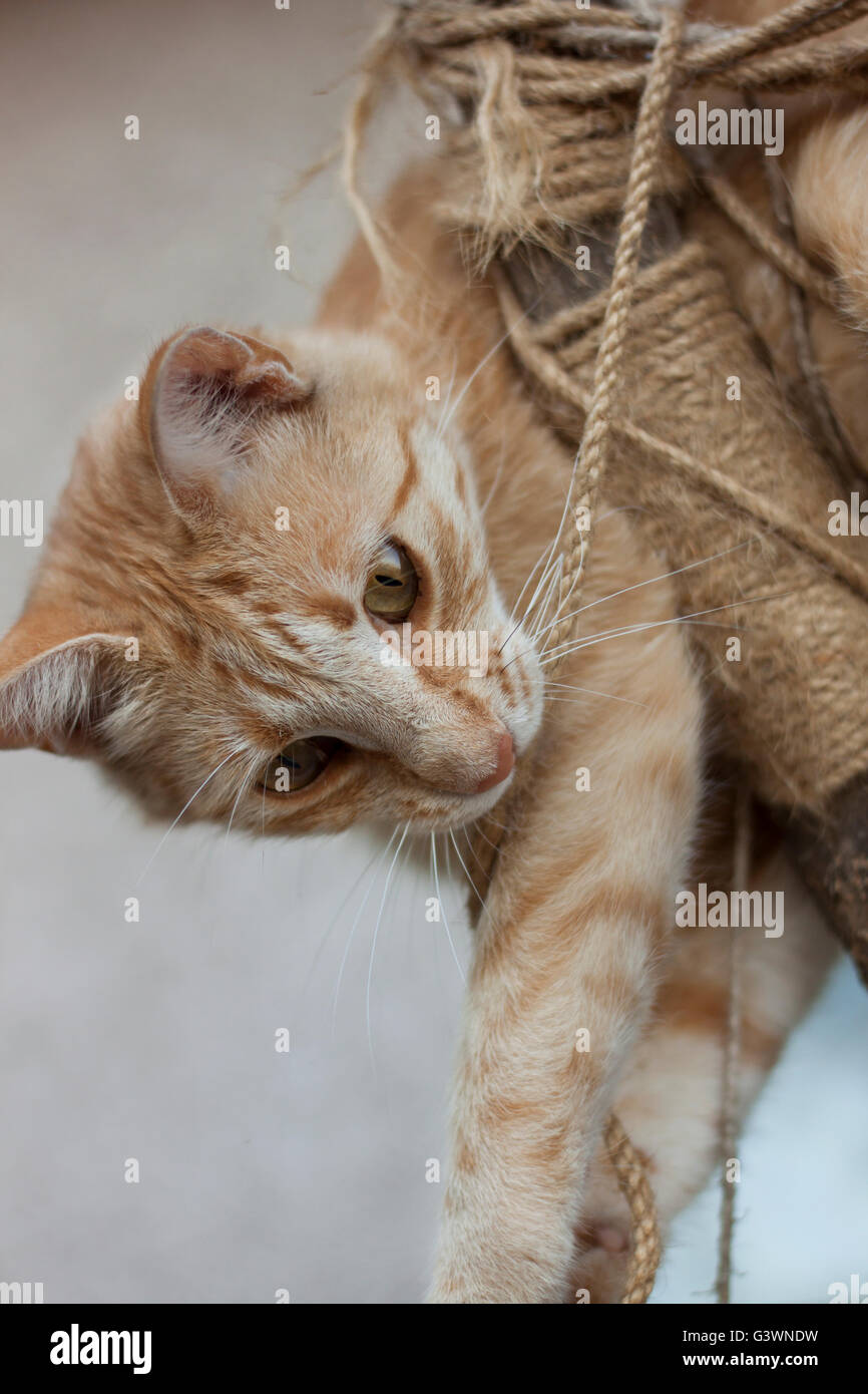 Adorable ginger kitten playing on hi-res stock photography and images ...