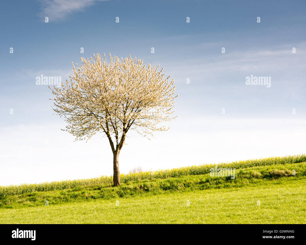 Landscape with a flowering tree at spring Stock Photo - Alamy
