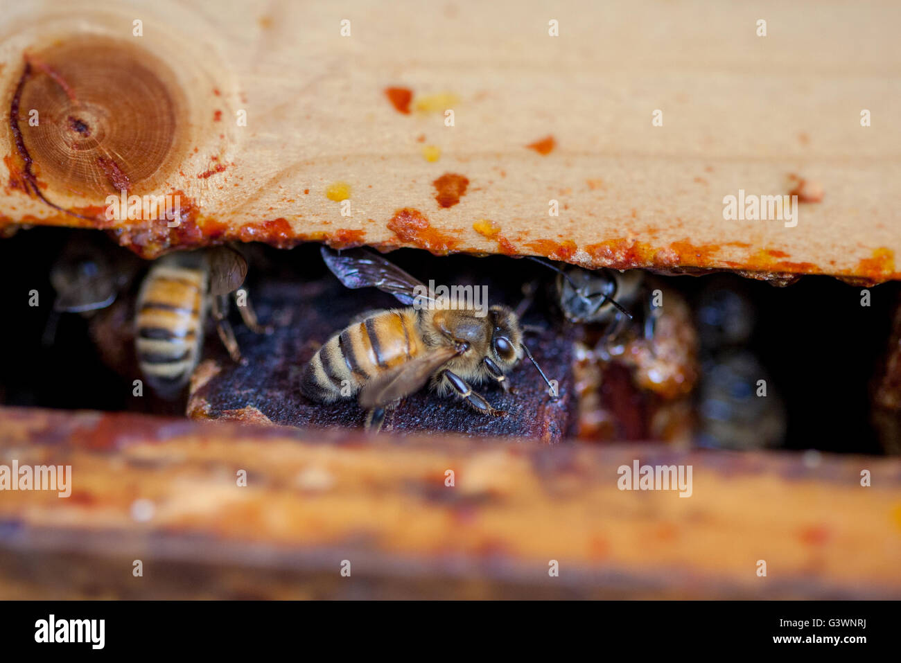 A macro view of a honey bee inside a pollinator of an aviary pallet ...