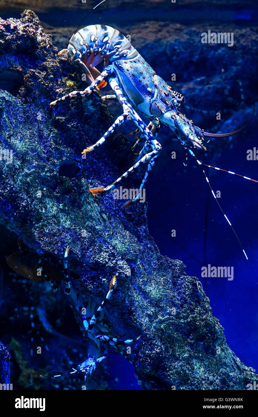 Live lobster hi-res stock photography and images - Alamy