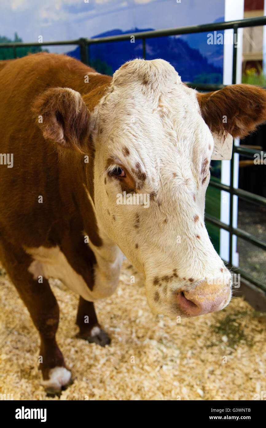 Mad Cow Face