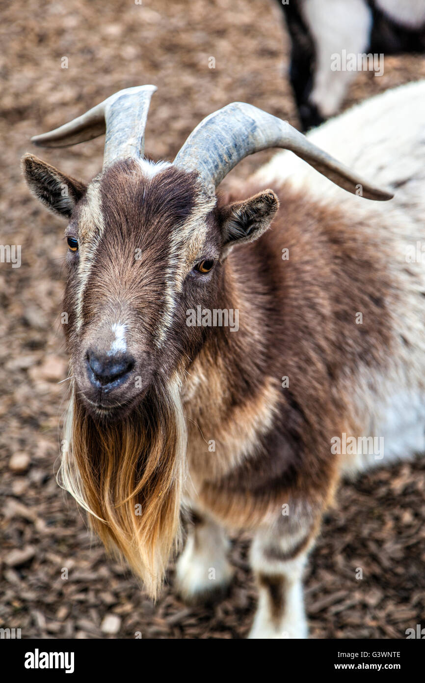 Bearded goat hi-res stock photography and images - Alamy