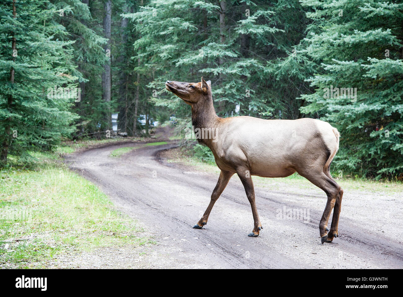 Cow female elk hi-res stock photography and images - Alamy