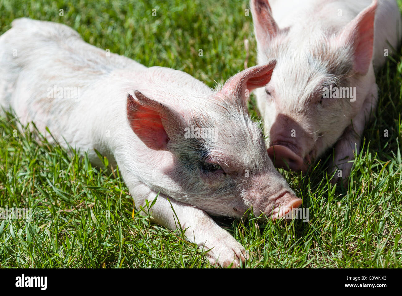Piglet farm feeding hi-res stock photography and images - Alamy
