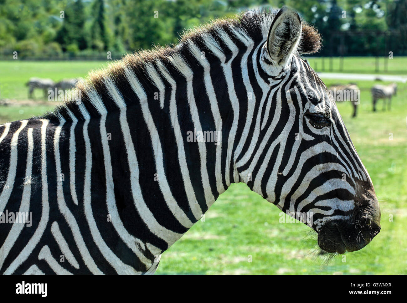 Focus on the head of a Grant's Zebra, the smallest of the plains zebra ...