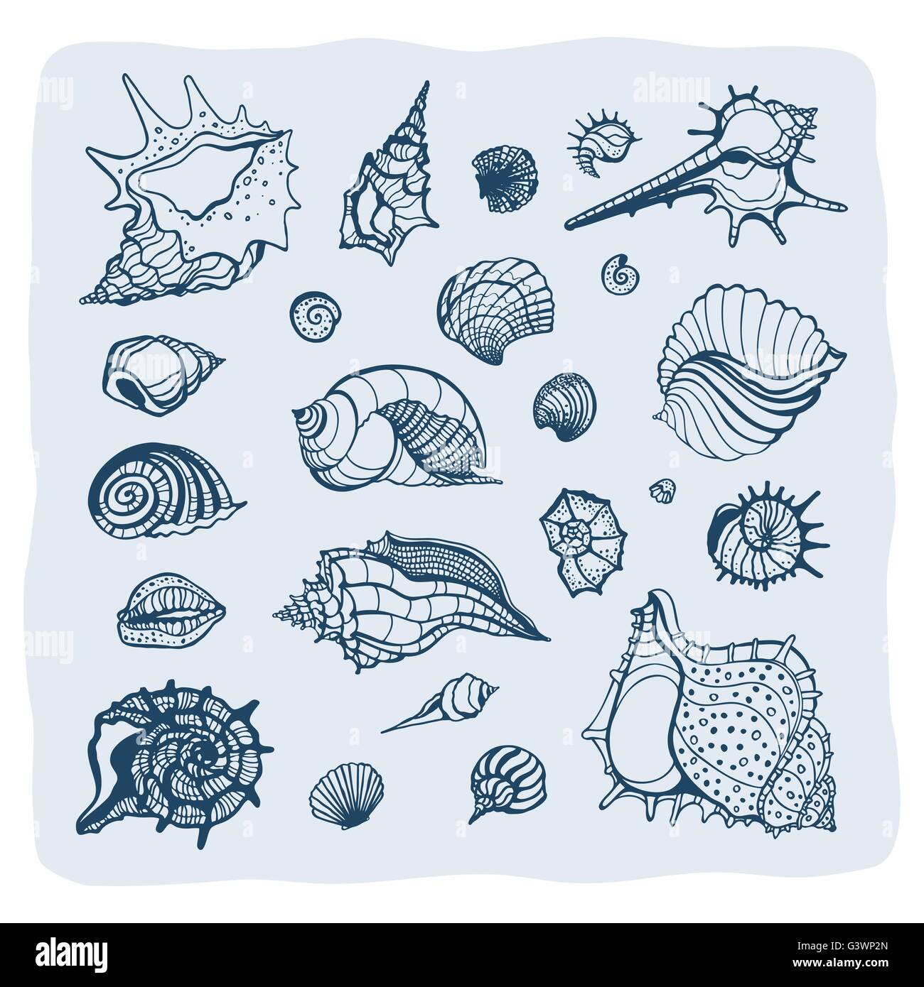Collection of seashells Stock Vector Image & Art - Alamy