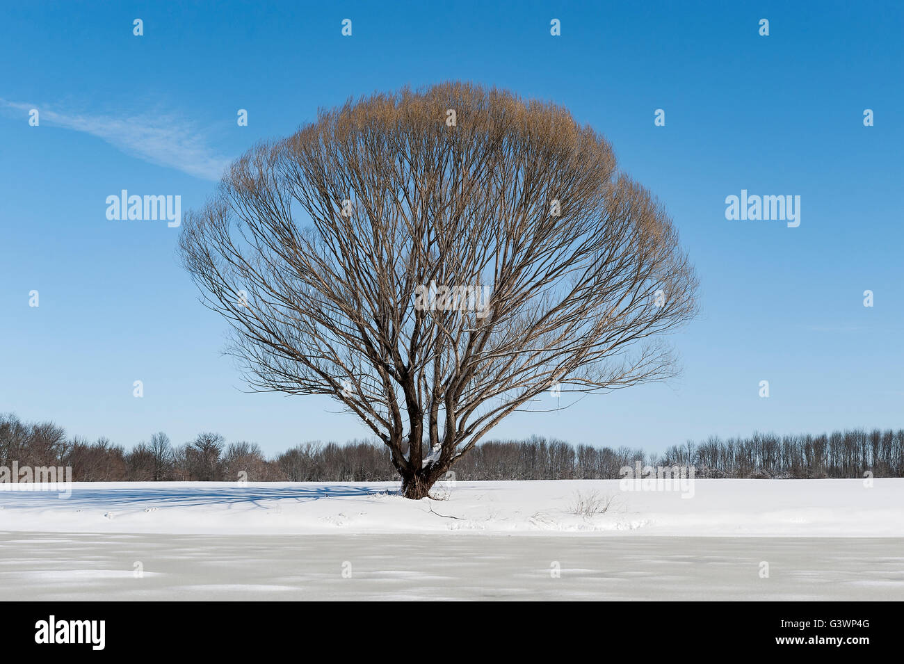 Barren winter tree hi-res stock photography and images - Alamy