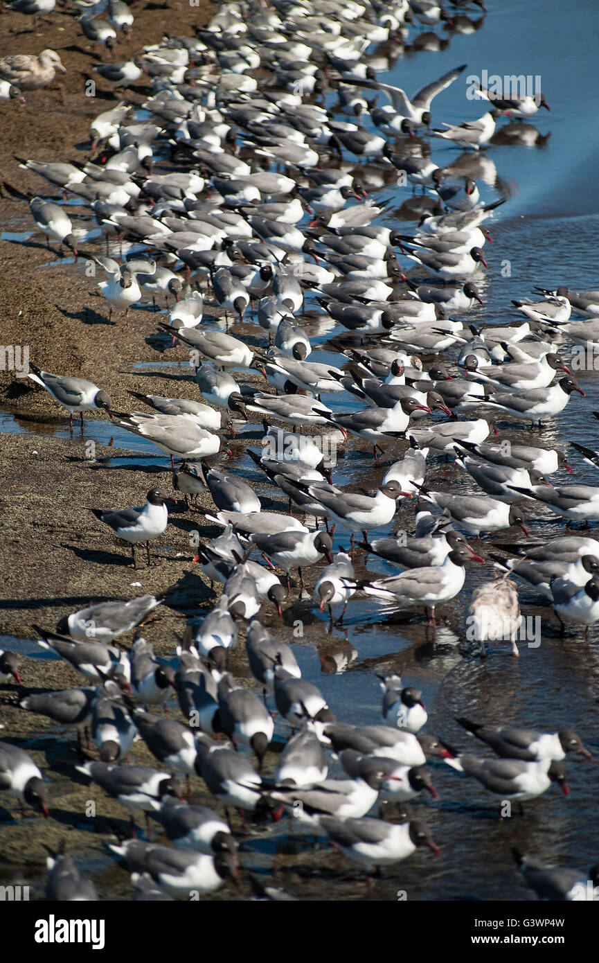 Red knots delaware hi-res stock photography and images - Alamy