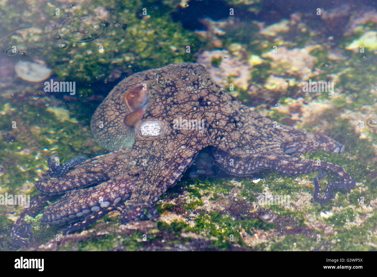 Squid or octopus in the tidal basin in The Galapagos Islands. This ...