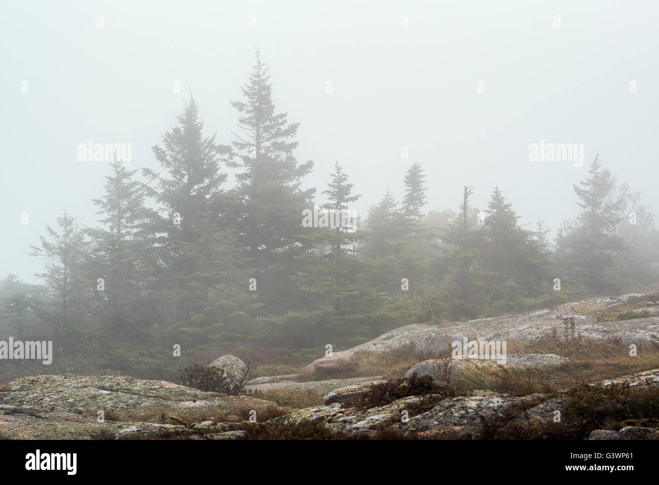 Maine pine trees hi-res stock photography and images - Alamy