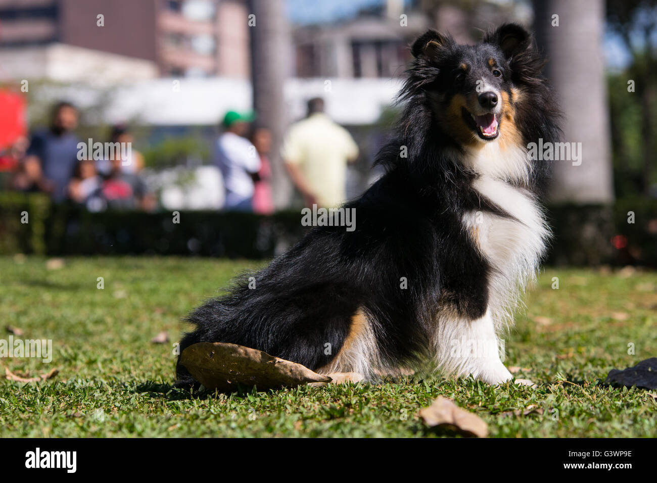 Smiling shetland sheepdog hi-res stock photography and images - Alamy