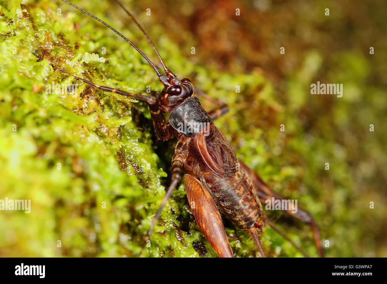 A small cricket looking for food Stock Photo - Alamy