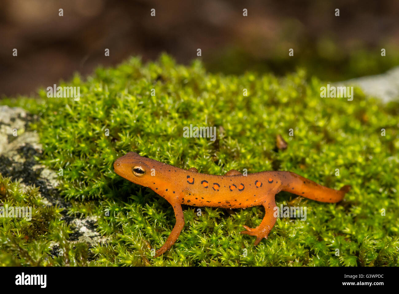Red Spotted Salamander High Resolution Stock Photography and Images - Alamy