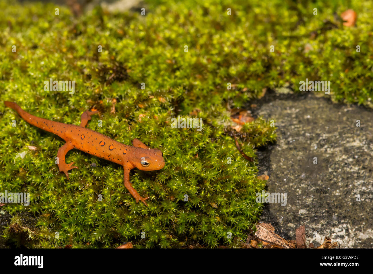 Amphibian salamander red hi-res stock photography and images - Alamy