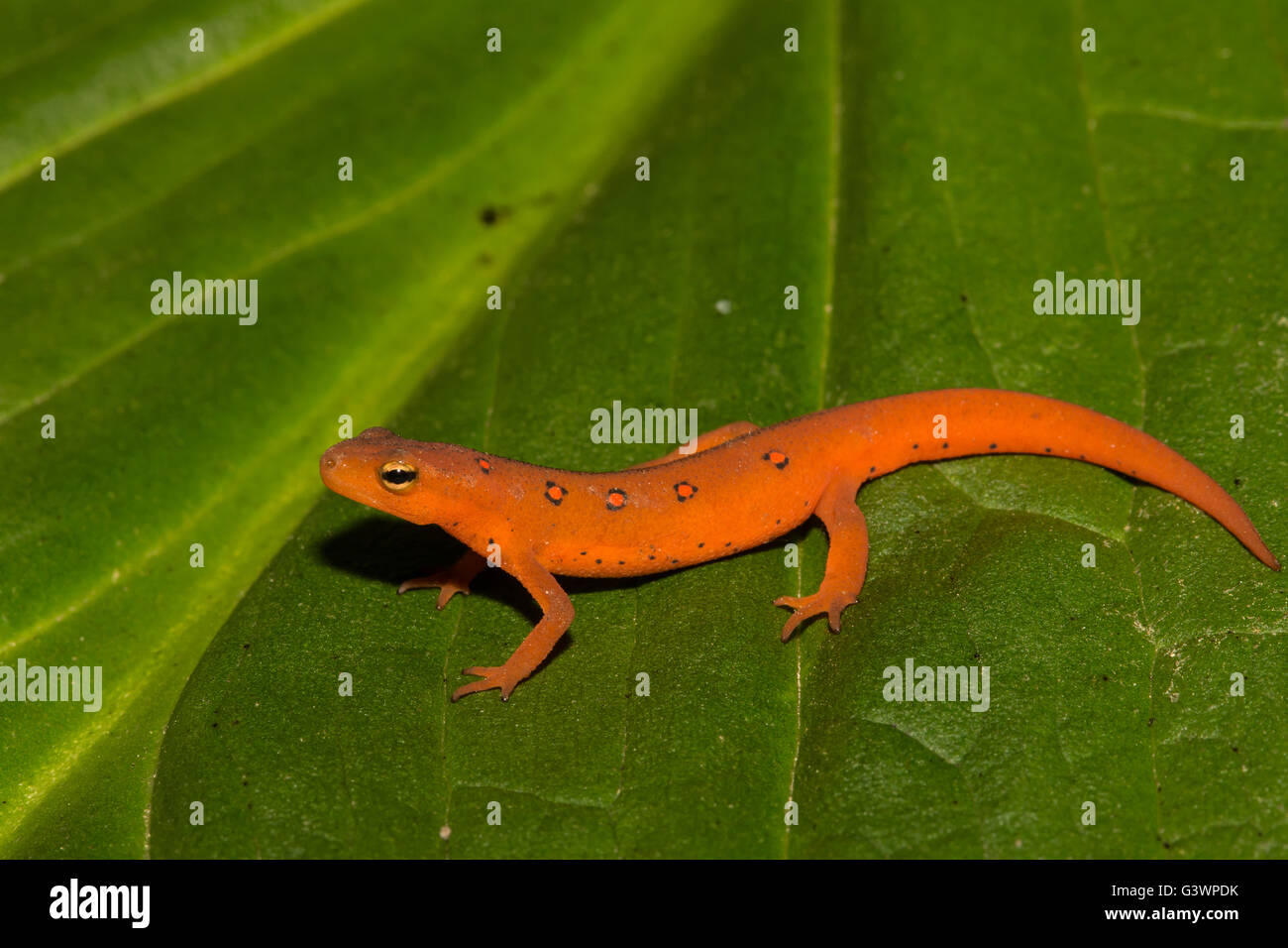 A Red Eft isolated on a skunk cabbage leaf Stock Photo - Alamy
