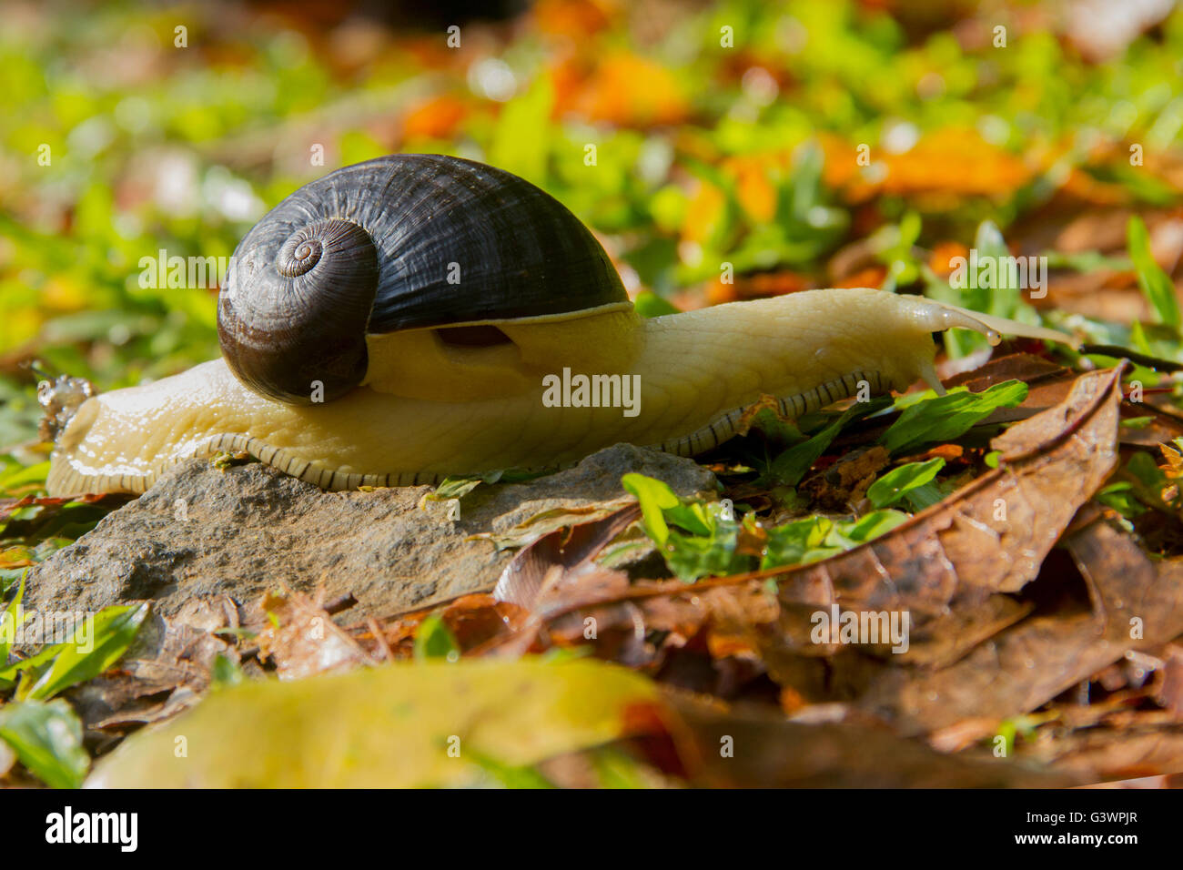 White big snail with black shell Stock Photo - Alamy