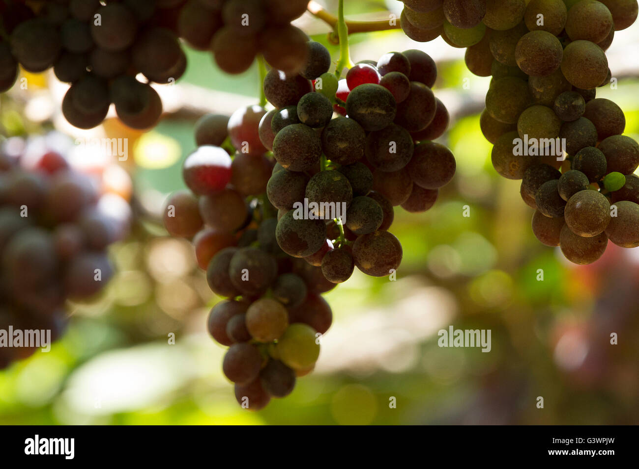 purple red grapes with green leaves on the vine. fresh fruits Stock ...