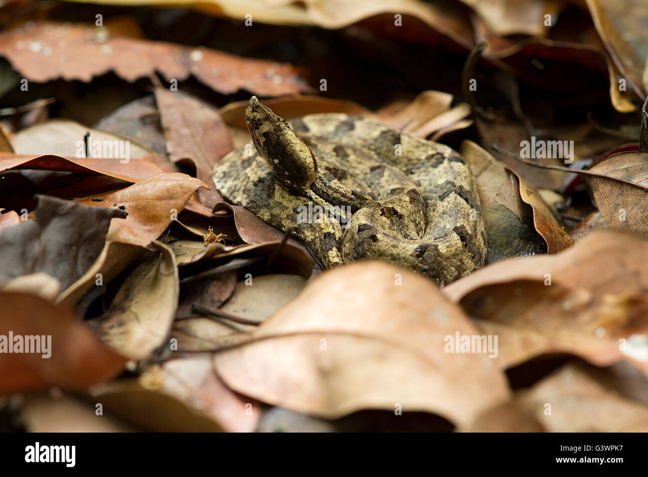 Hump-Nosed Pit Viper camouflage in leaves Stock Photo - Alamy