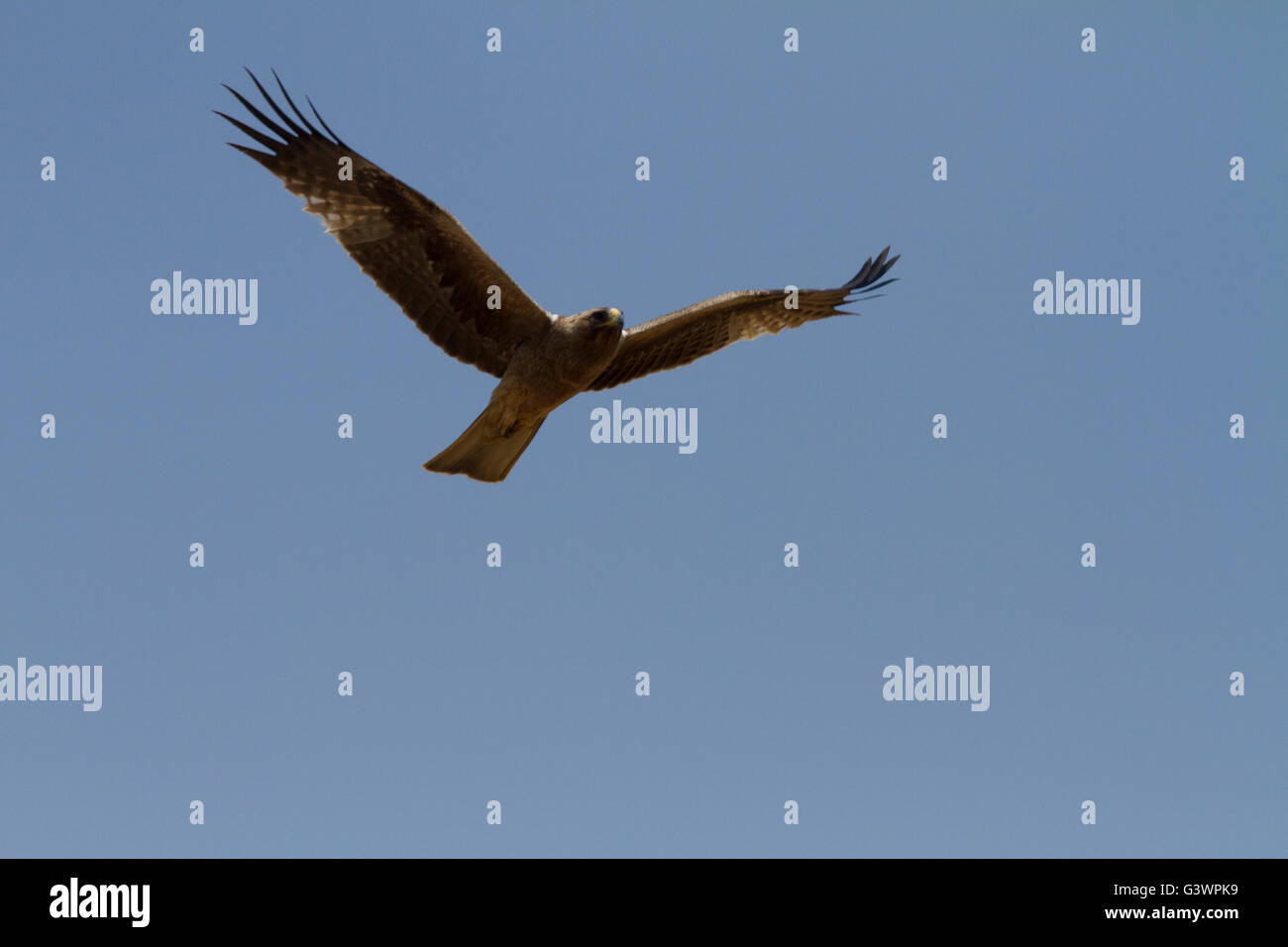 The booted eagle flight Stock Photo - Alamy