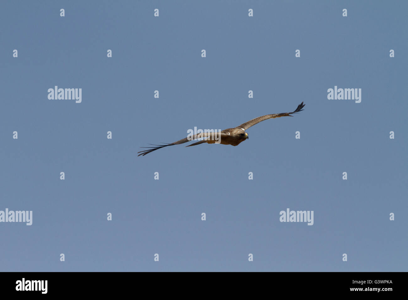 Golden Eagle Flying Tail High Resolution Stock Photography and Images ...